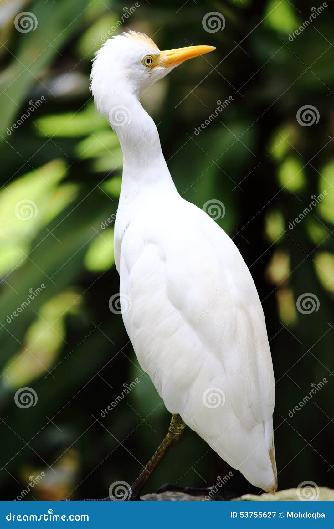 Egret Bird stock image. Image of colorful, egret, color - 53755627