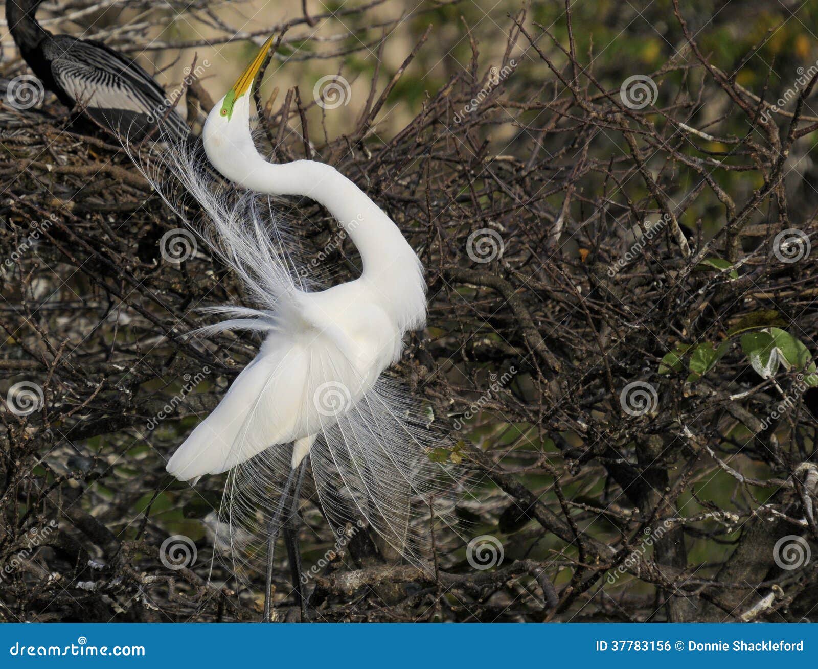 Egret Call stock photo. Image of swamps, white, legs - 37783156