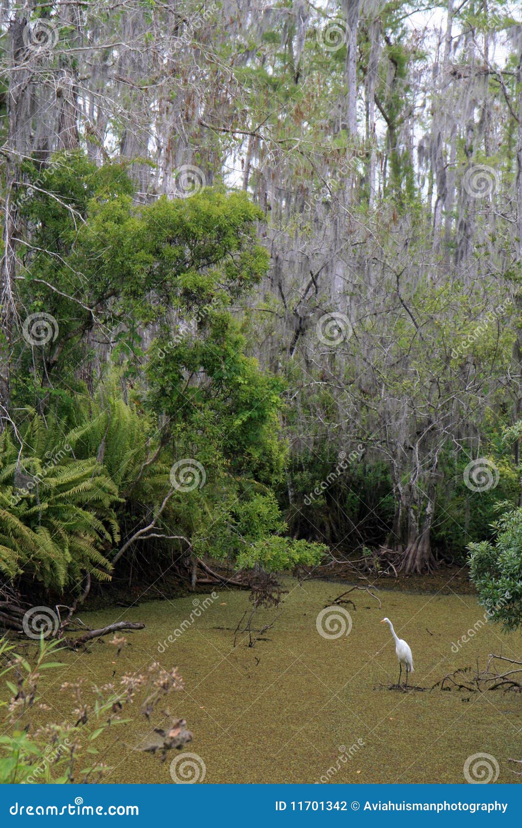 Cypress Swamp, Spanish Moss, Okefenokee Swamp National Wildlife Refuge ...