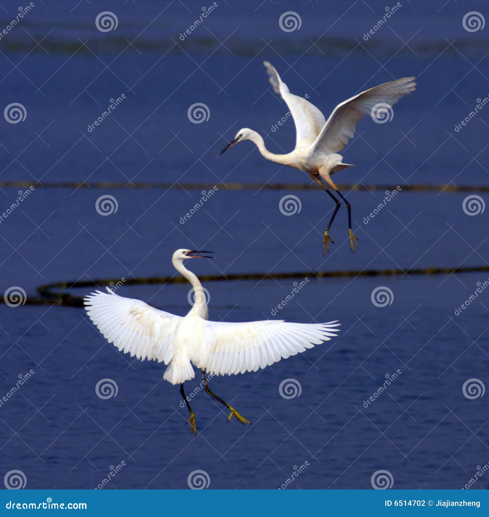Egret dance stock photo. Image of blue, fight, dance, china - 6514702