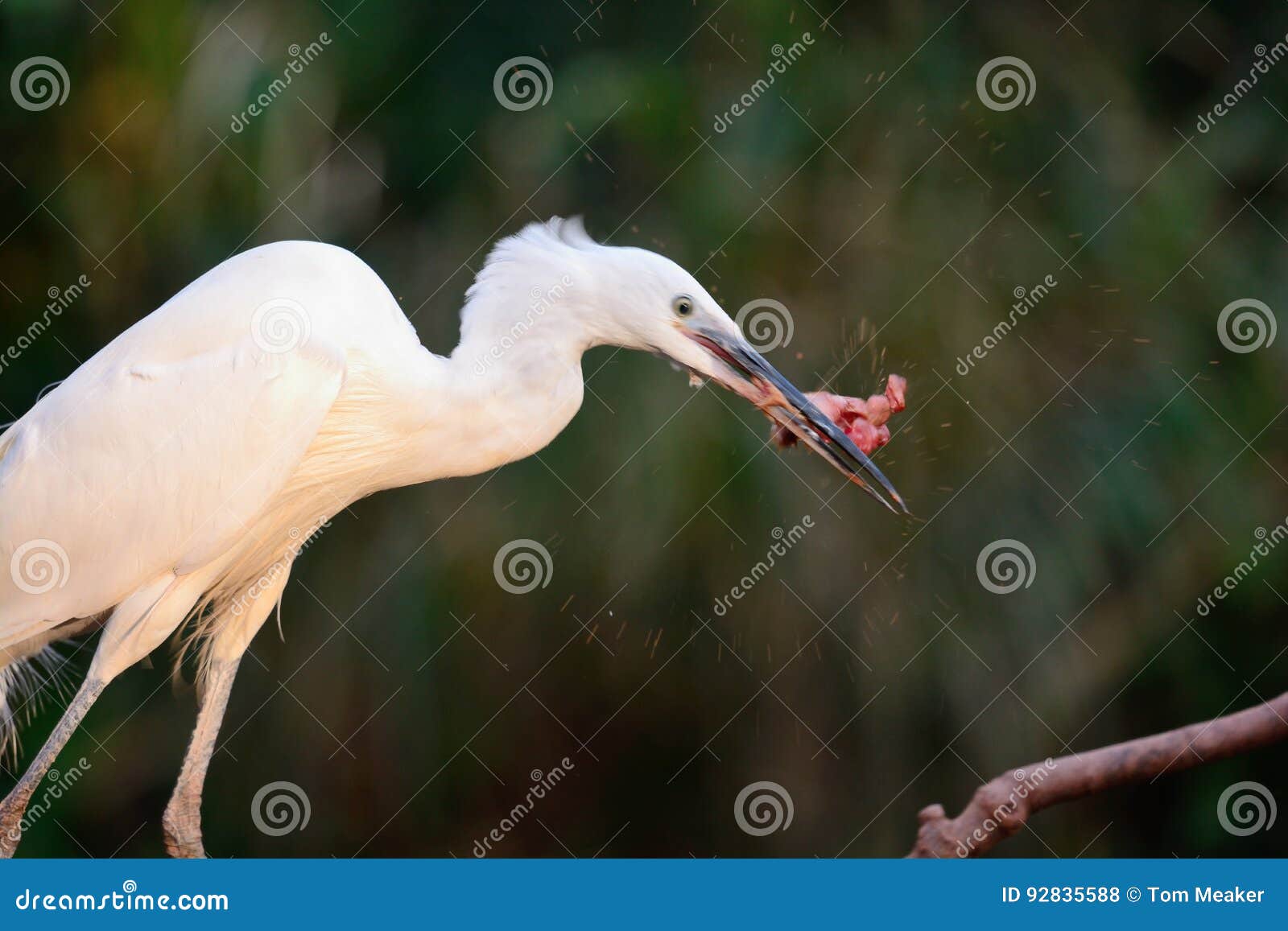 Egret eating stock photo. Image of movement, closeup - 92835588