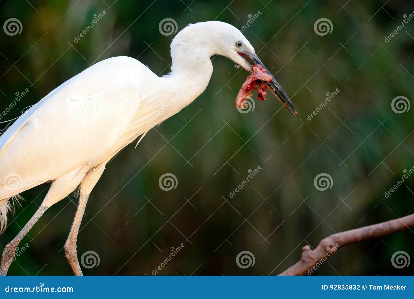 Egret eating stock photo. Image of beak, birds, eating - 92835832