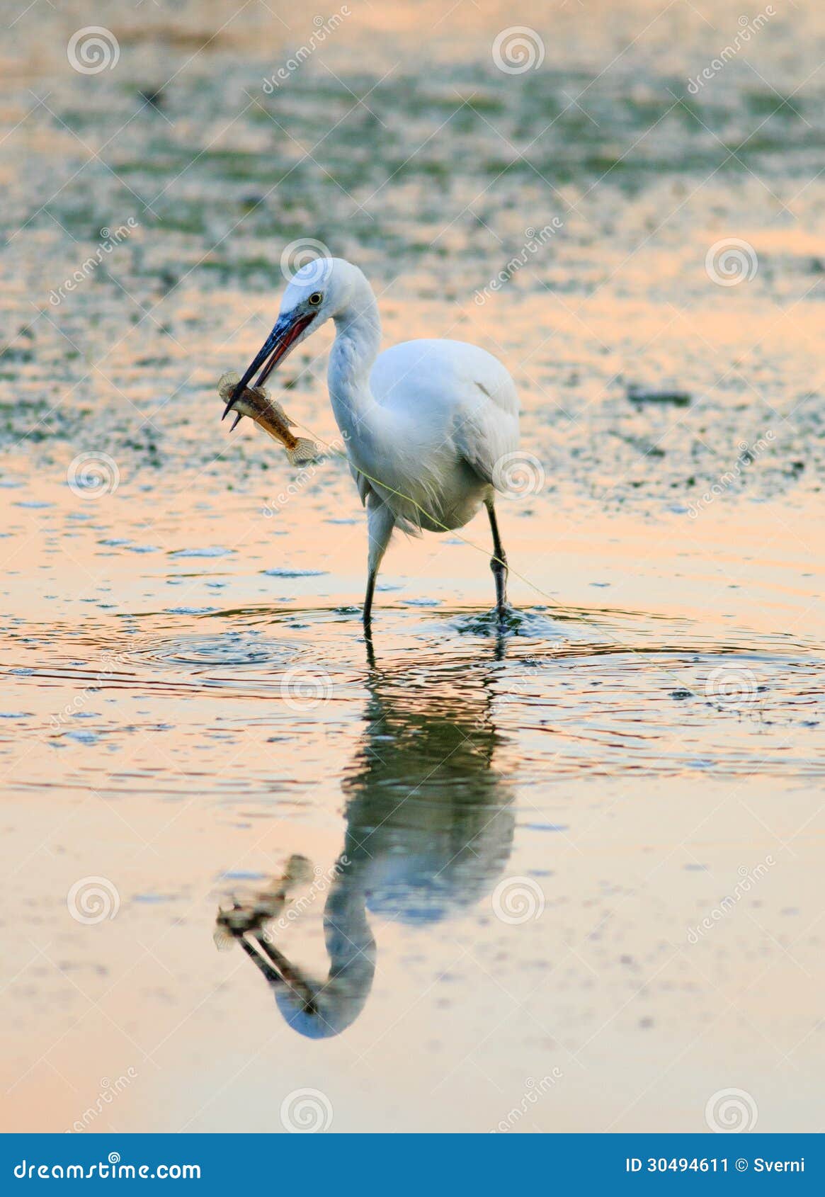 Egret egret eating a fish stock image. Image of avian - 30494611