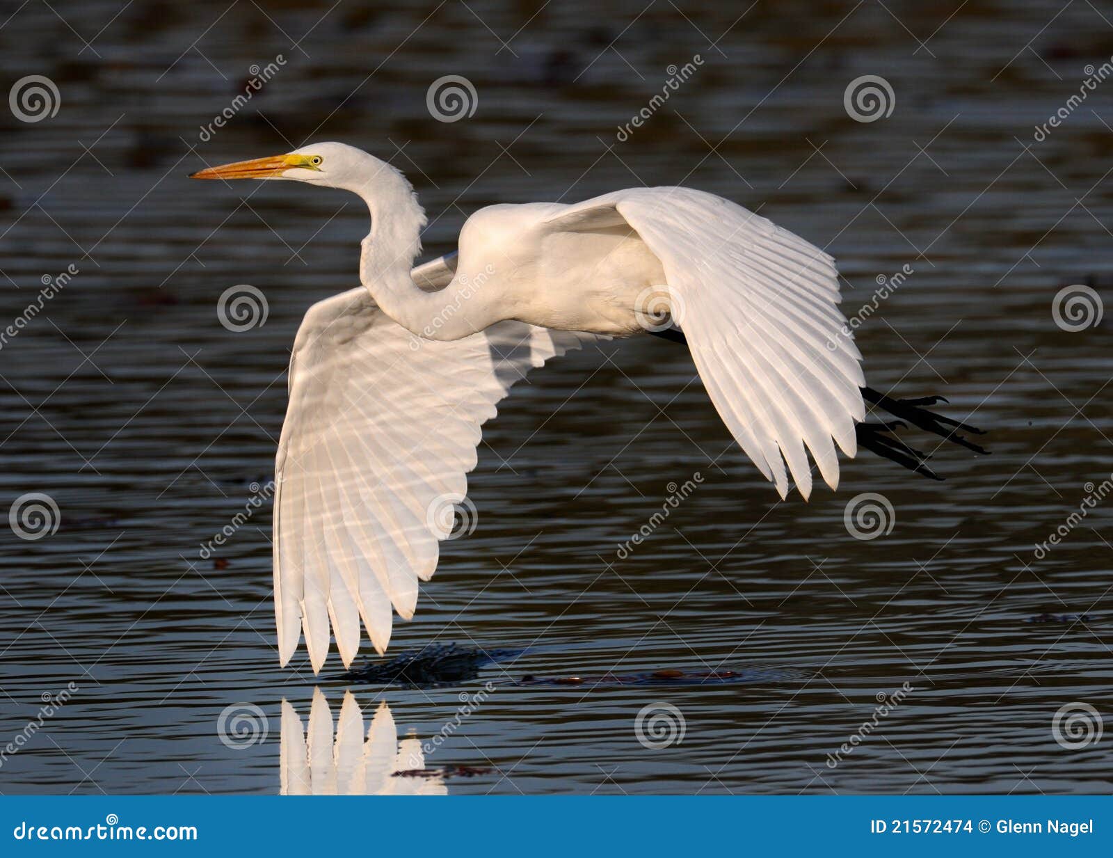 Egret in flight stock photo. Image of horizontal, wing - 21572474