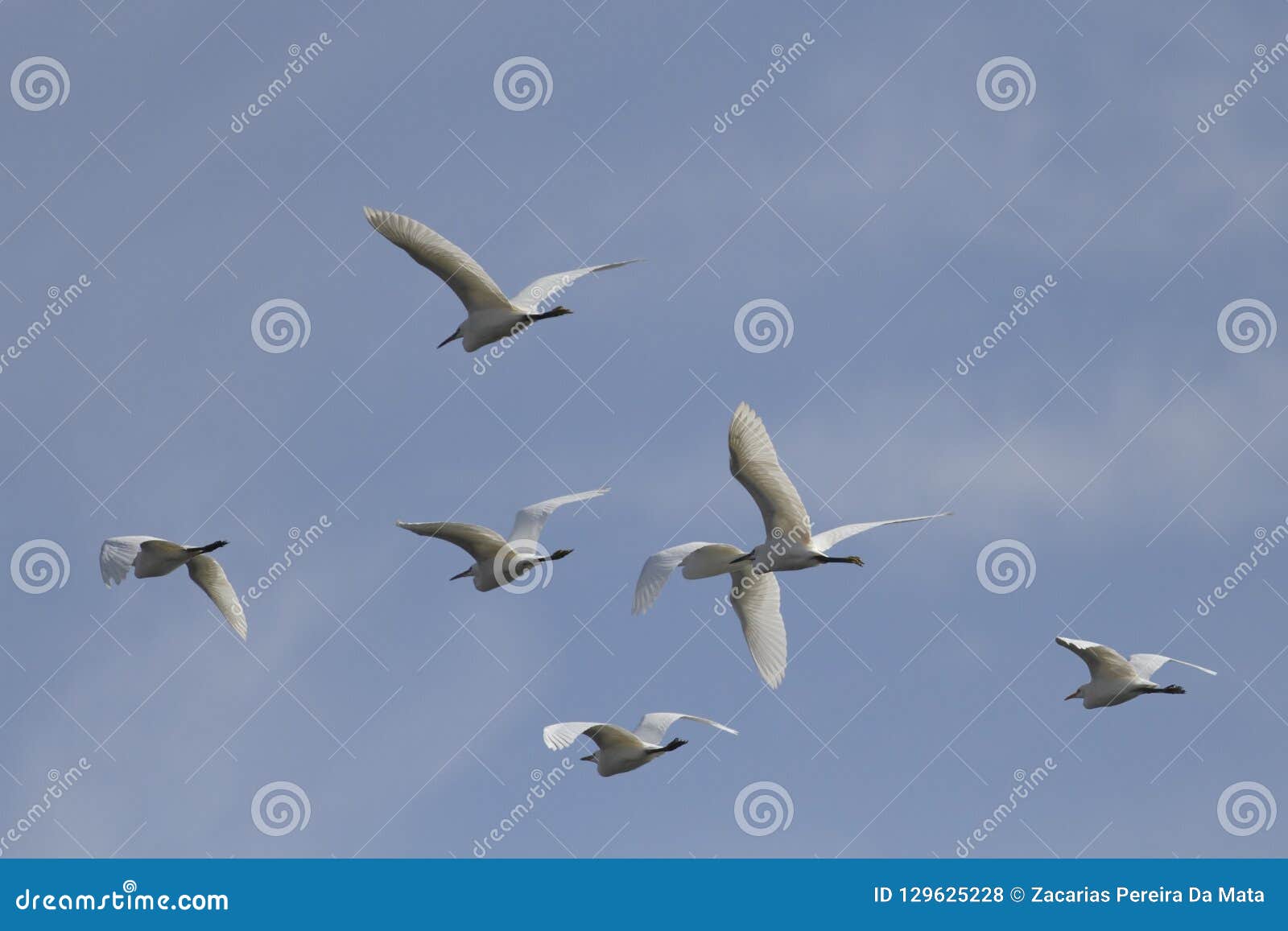 Egret flock in flight stock photo. Image of light, white - 129625228