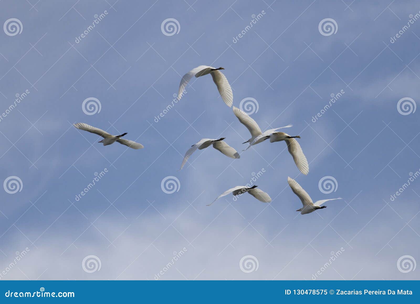 Egret flock in flight stock image. Image of freedom - 130478575