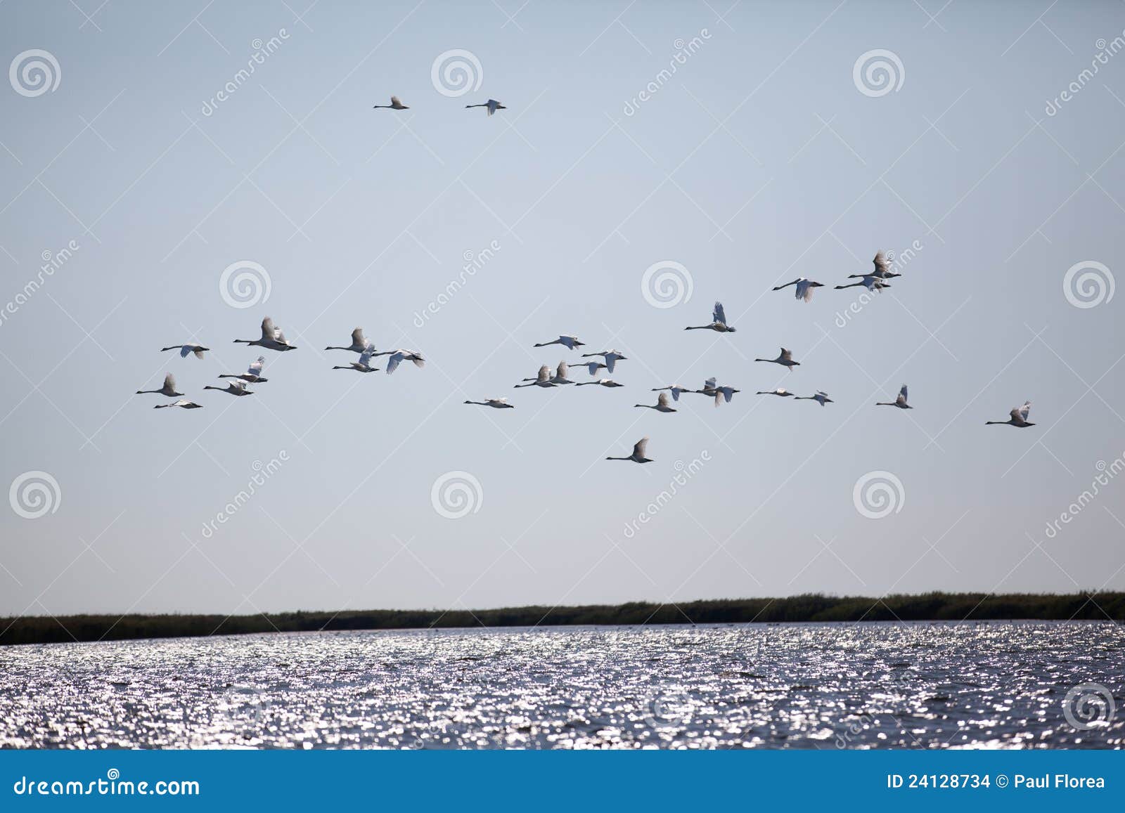 Egret Flock Flying Over a Delta Stock Photo - Image of natural, birds ...