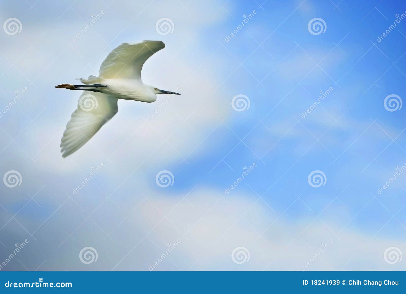 Egret flying stock image. Image of nature, heron, body - 18241939