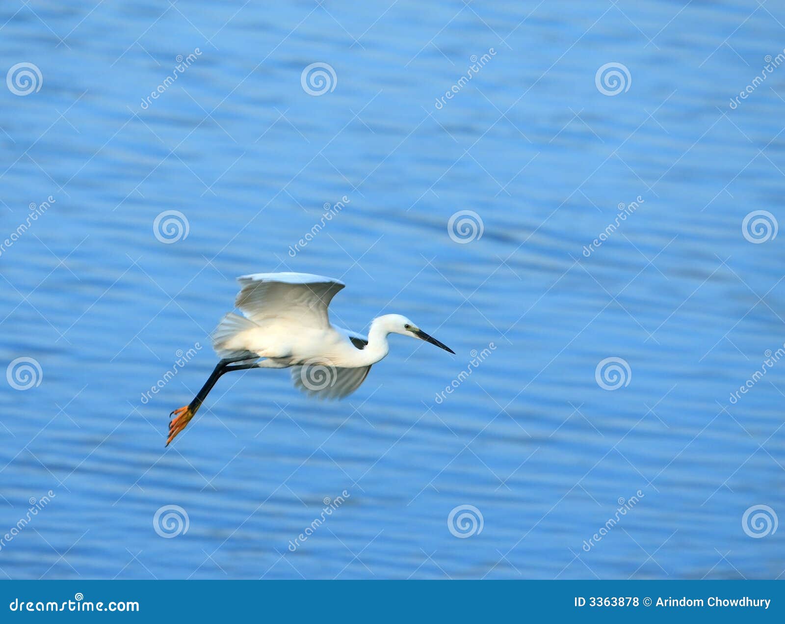 Egret flying stock photo. Image of animals, alertness - 3363878