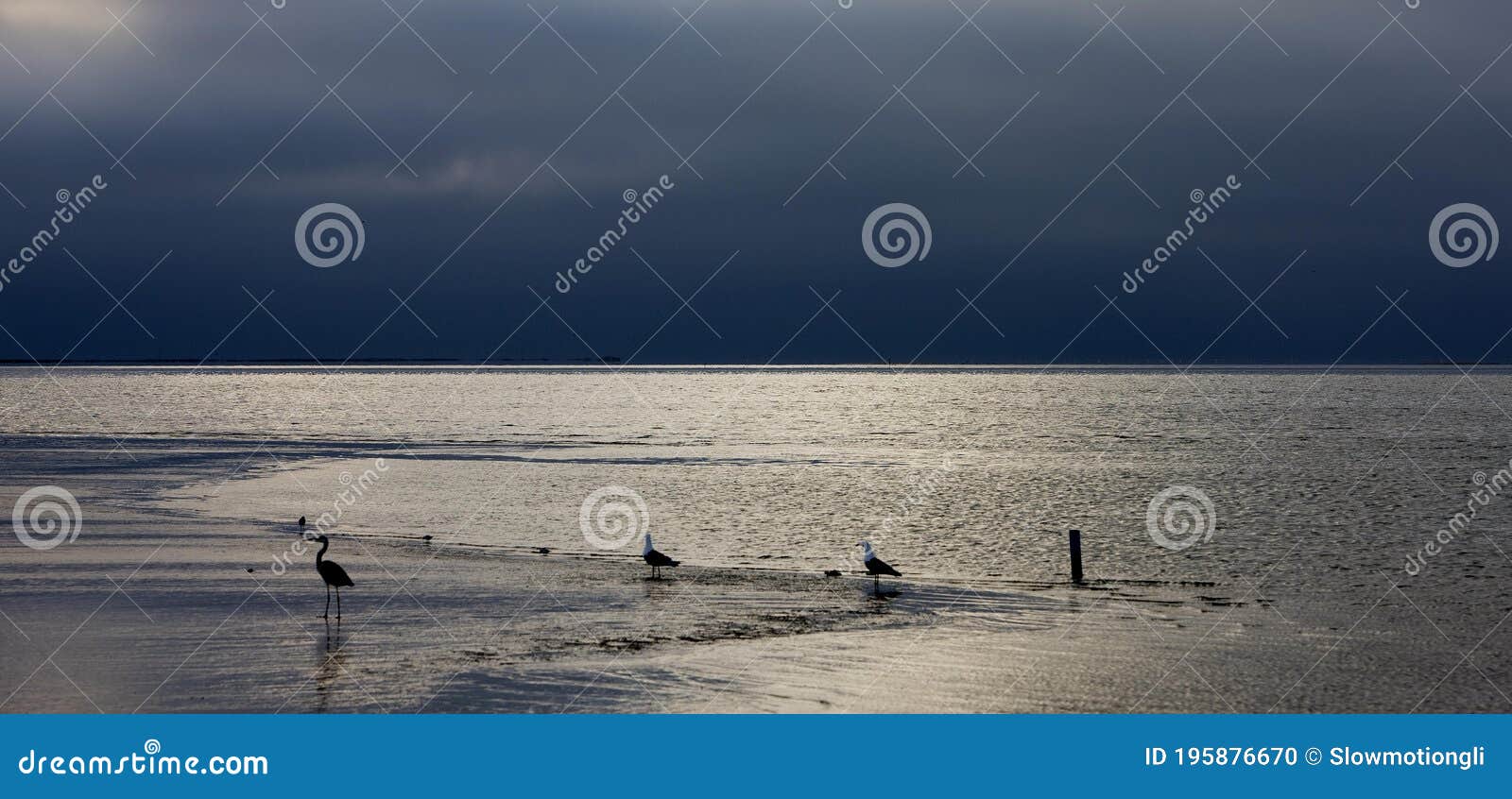 Egret and Gulls on Sea Shore at Walvis Bay in Namibia Stock Photo ...