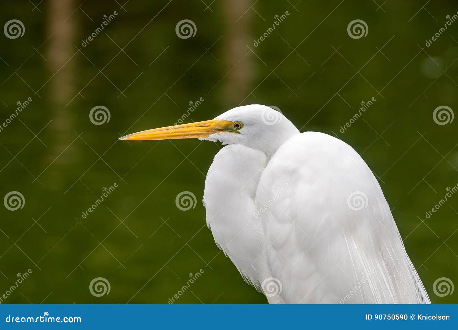 Egret stock photo. Image of bird, egret, onward, feather - 90750590