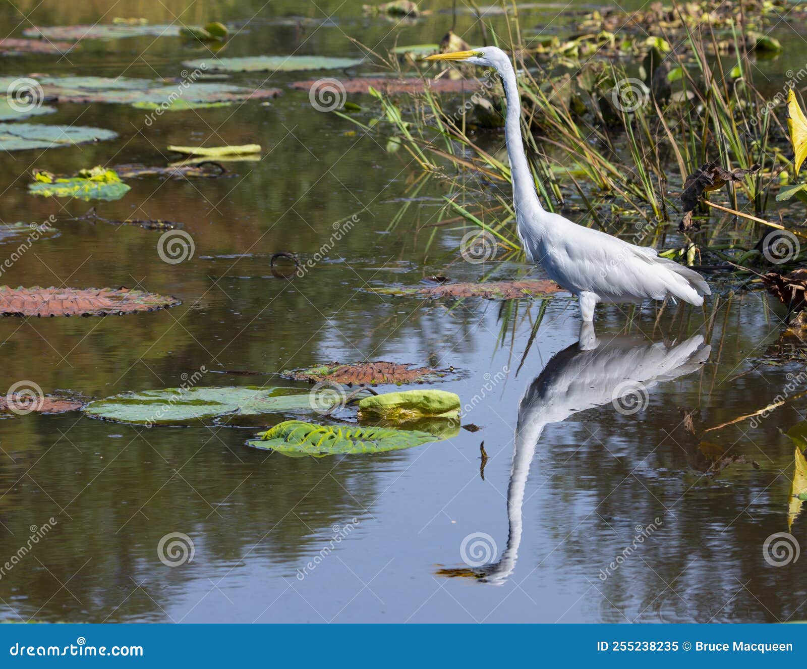 Egret Standing in a Swamp stock image. Image of nature - 255238235