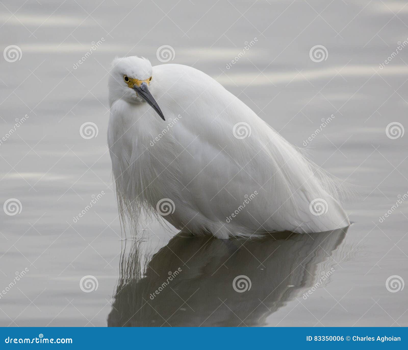 Egret standing in water stock photo. Image of feathers - 83350006