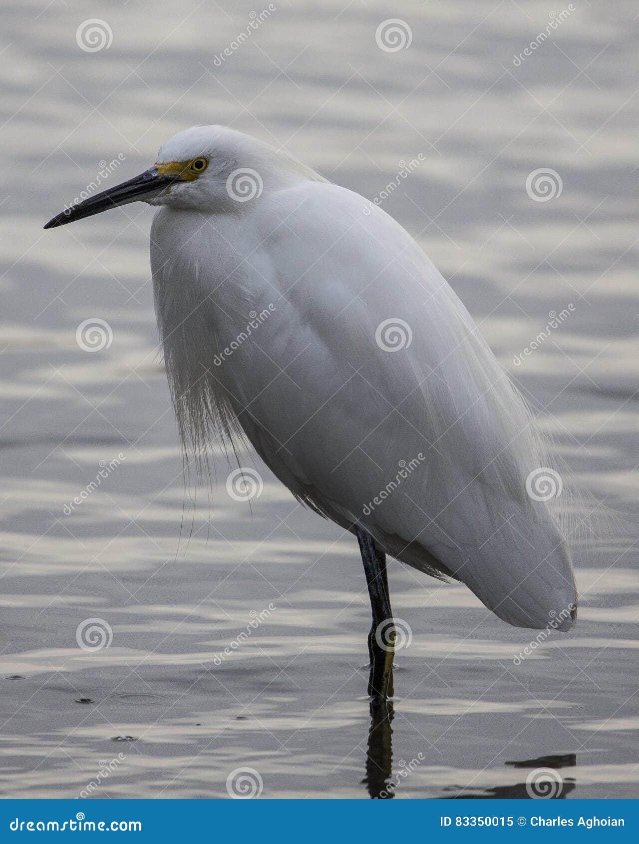 Egret standing in water stock image. Image of lake, white - 83350015