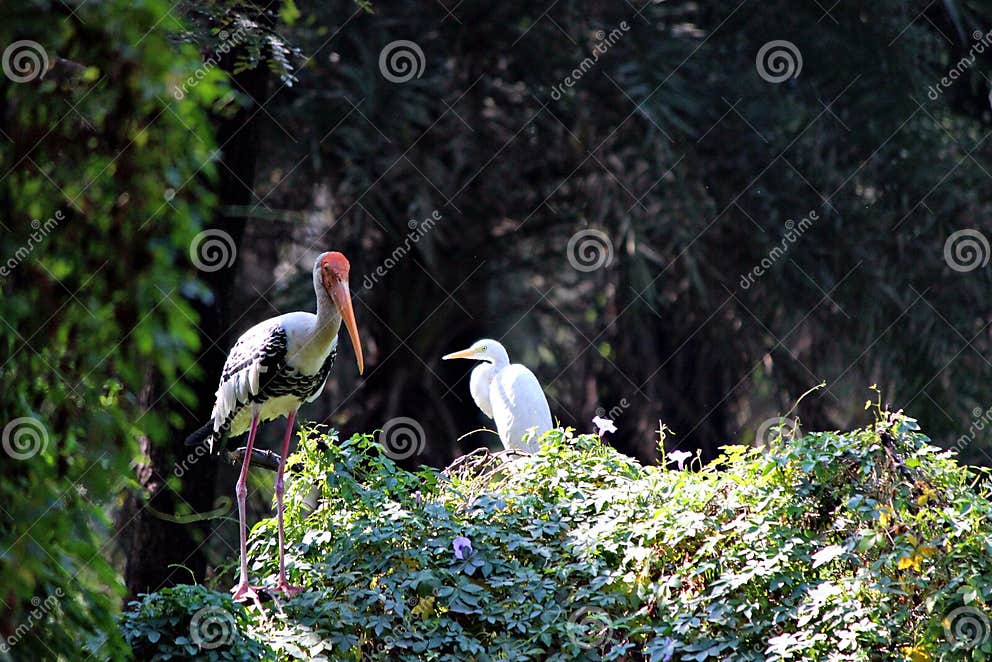 Egret and Stork stock image. Image of woods, roaming - 84148895