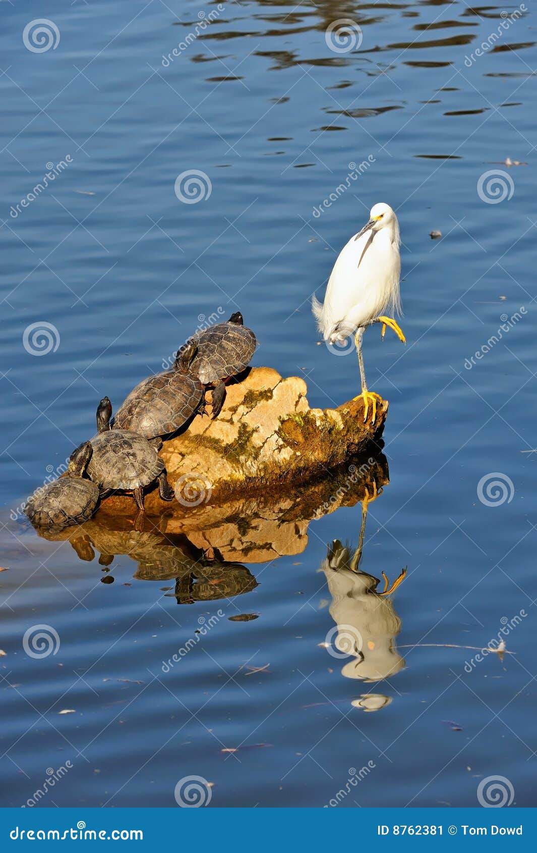 One Turtles Standing Rock Stock Photos - Free & Royalty-Free Stock ...