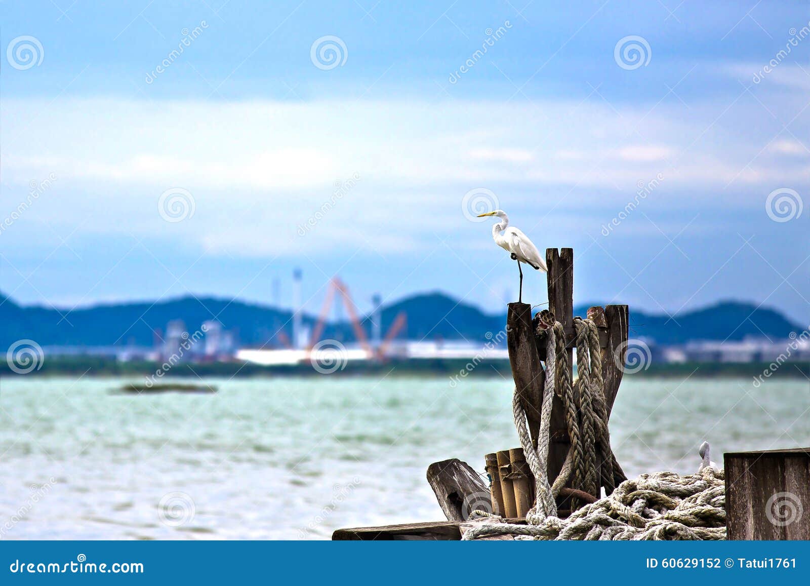 Egret is Waiting Prey on Foremast Boat at Seaside , Nature Stock Photo ...