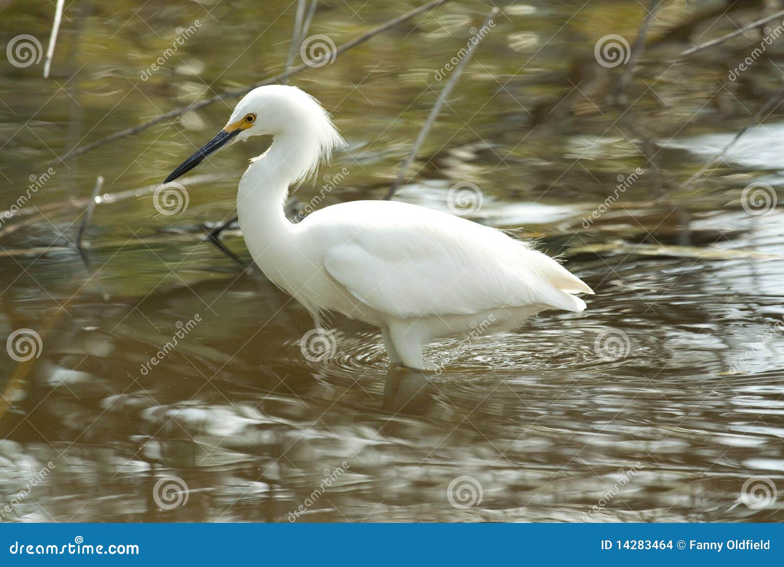 Egret in the water stock photo. Image of bird, snowy - 14283464