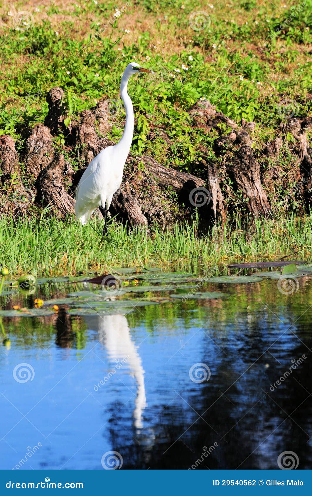 Egret in water stock photo. Image of closeups, undomesticated - 29540562