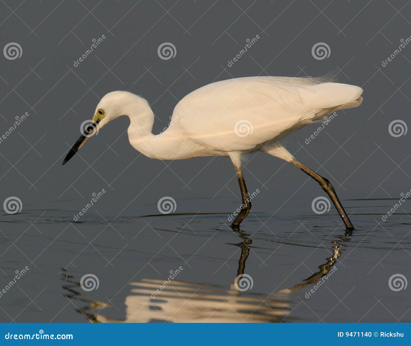 Egret in water stock photo. Image of aigrette, spring - 9471140