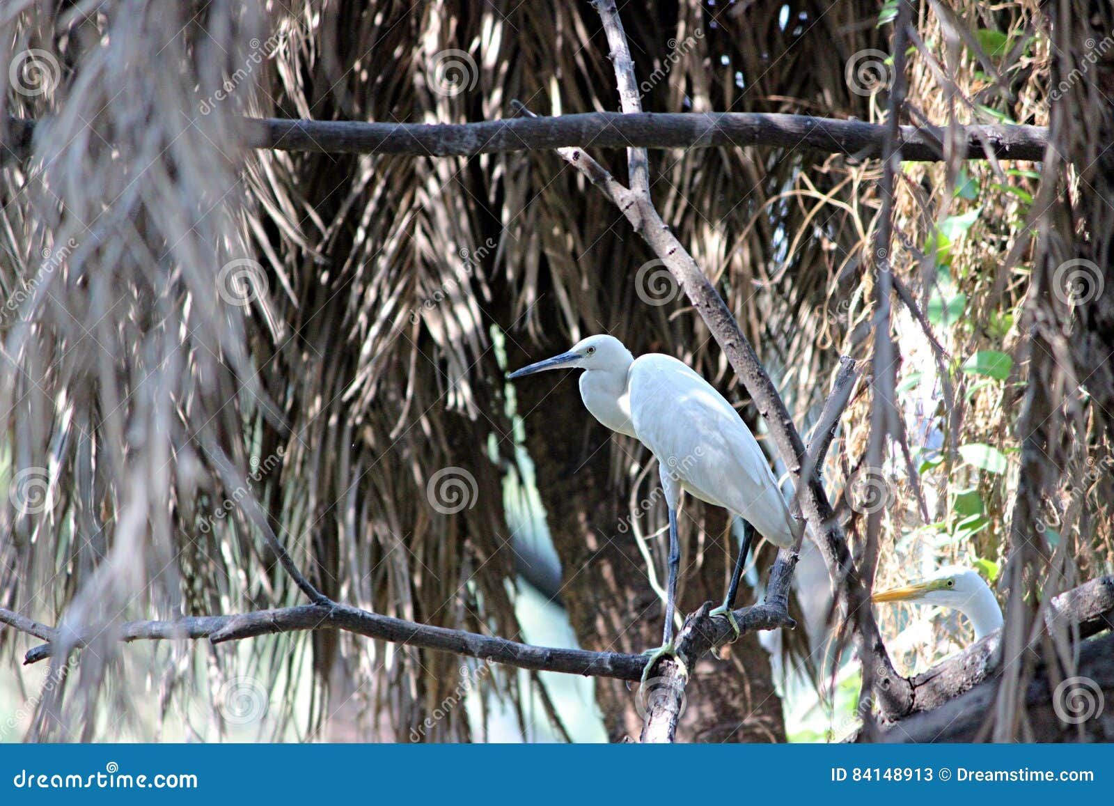 Egret stock image. Image of forest, green, beak, animal - 84148913