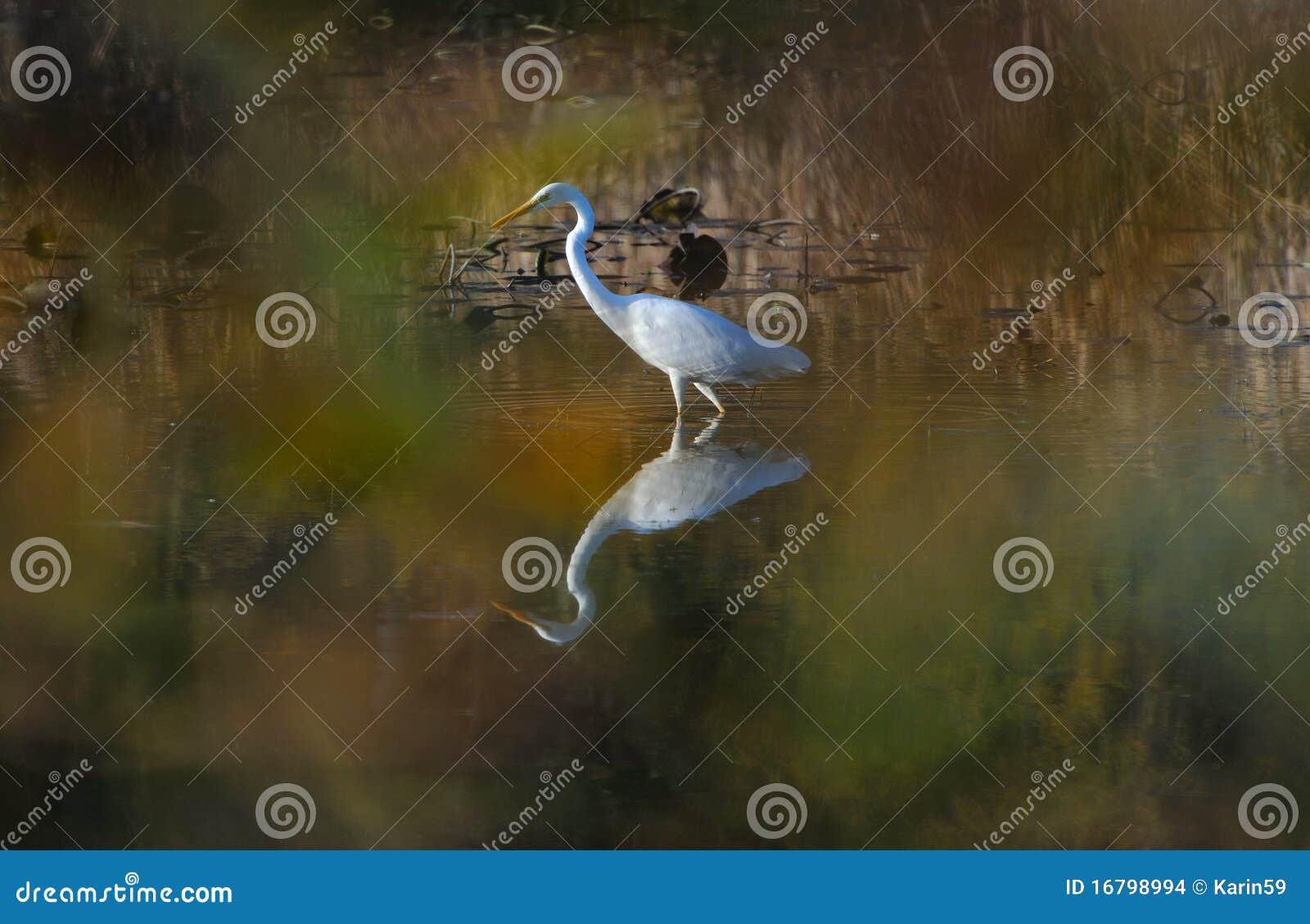 Egrets stock photo. Image of bird, wildlife, outdoors - 16798994