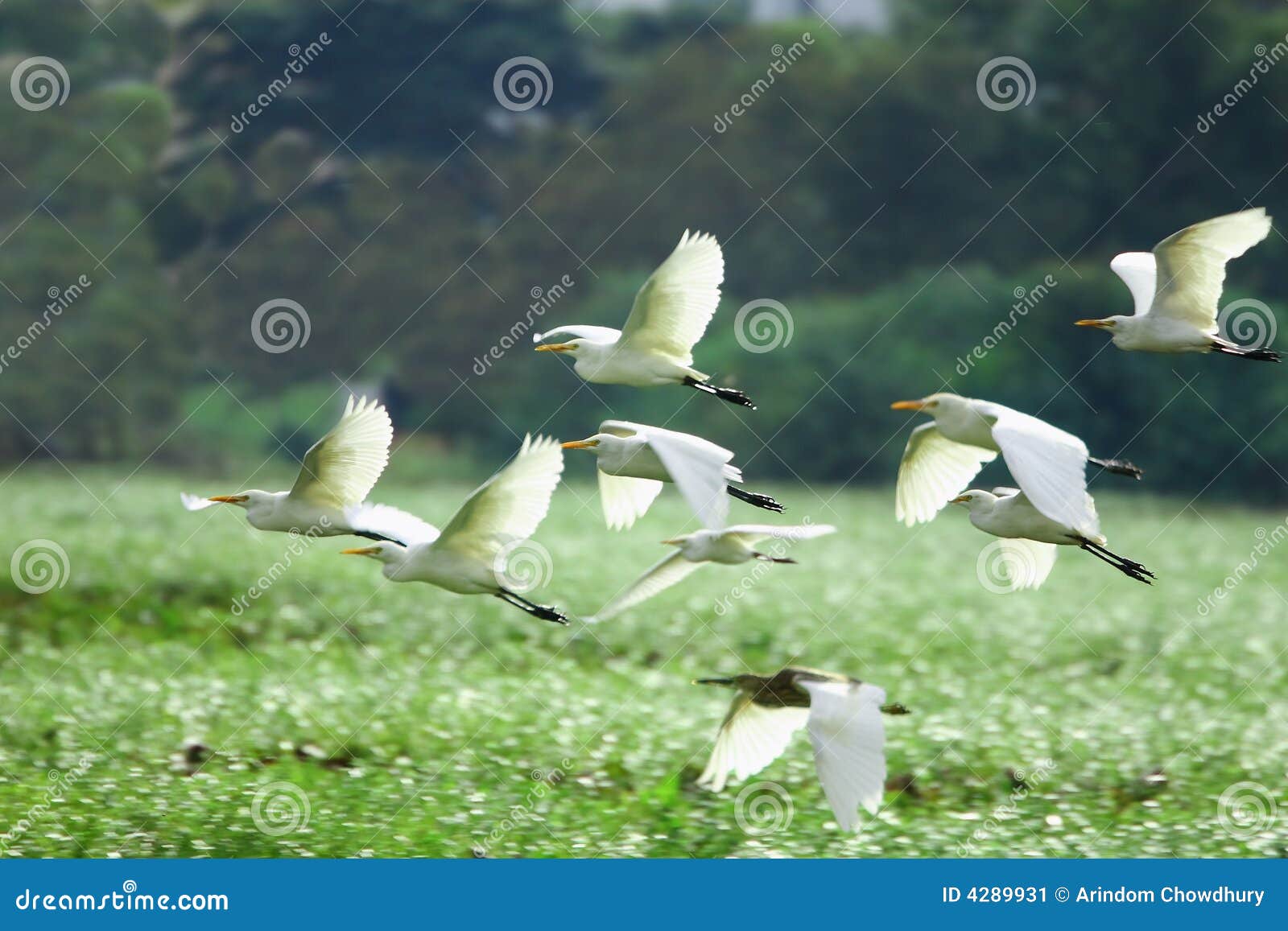 Egrets Flying stock image. Image of green, feathers, alert - 4289931