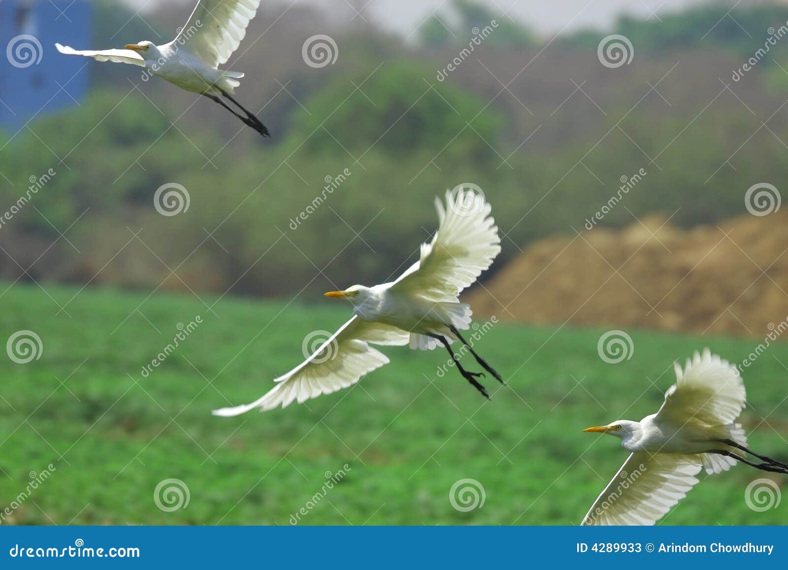 Egrets Flying stock image. Image of ibis, flying, heron - 4289933
