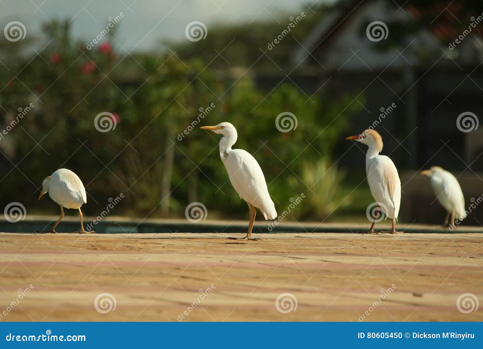 Egrets stock photo. Image of pool, egrets, four, birds - 80605450