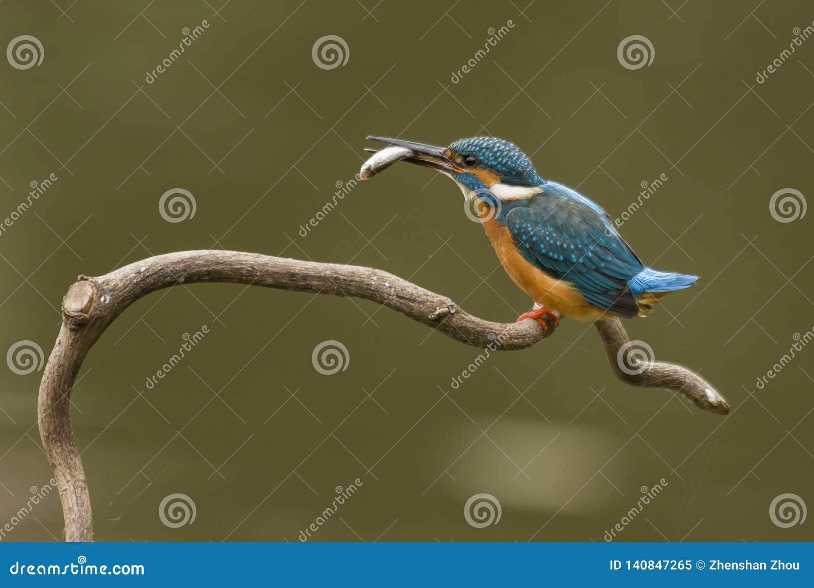Alcedo stock image. Image of alcedo, food, males, nature - 140847265