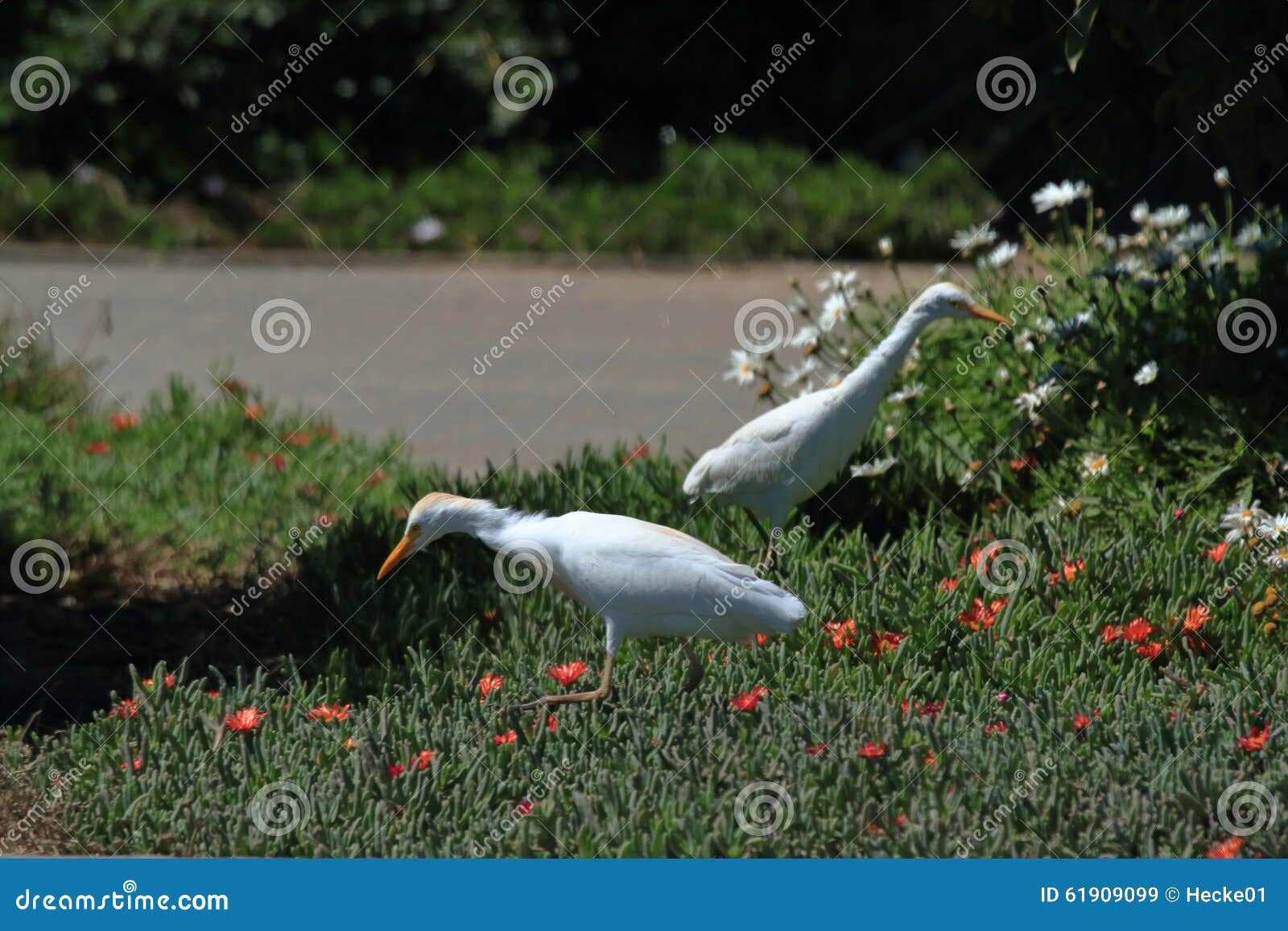 Egrets while Hunting for Insects Stock Image - Image of hunting ...