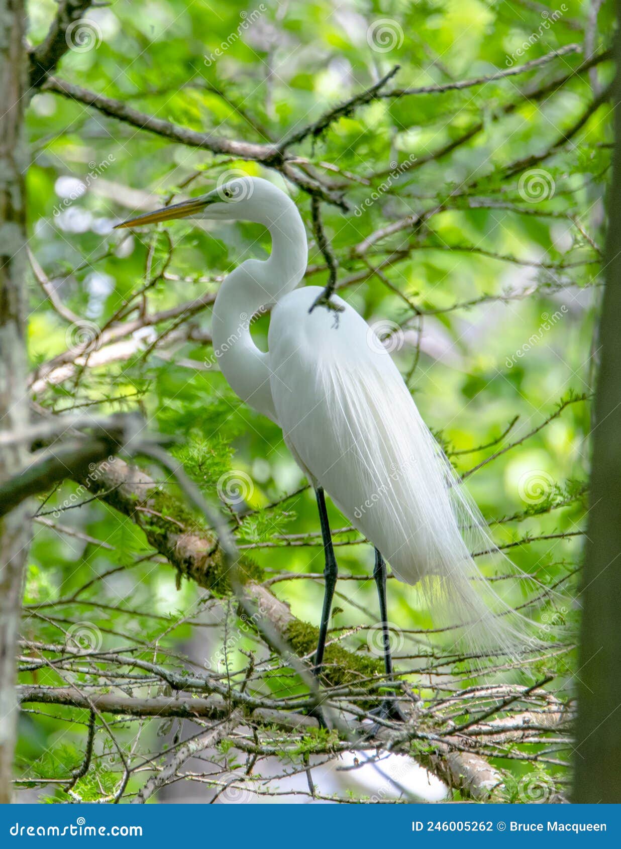 Egrets nesting in a Tree stock photo. Image of outdoor - 246005262 Egrets nesting in a Tree stock photo. Image of outdoor - 246005262