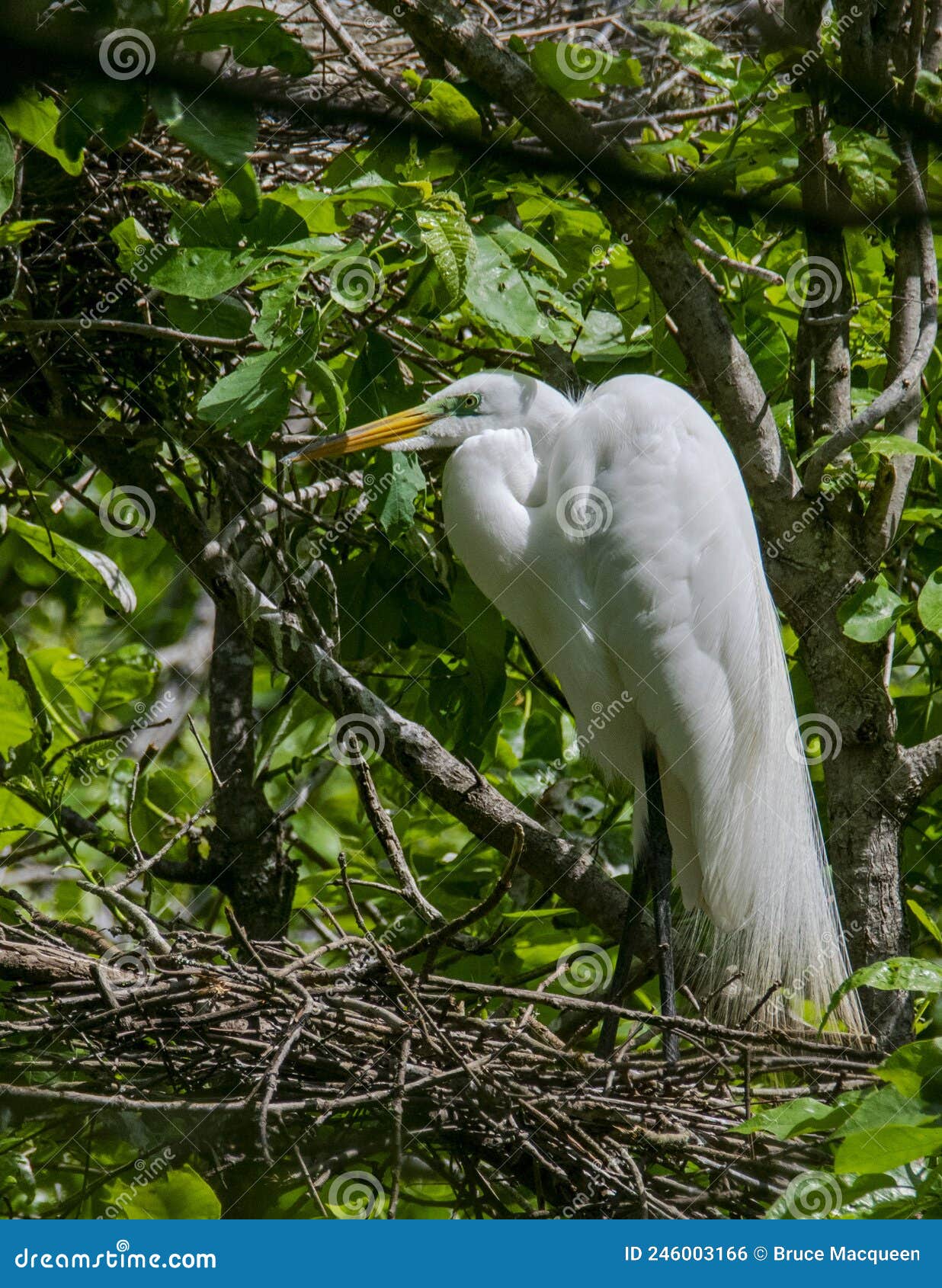 Egrets nesting in a Tree stock photo. Image of avian - 246003166