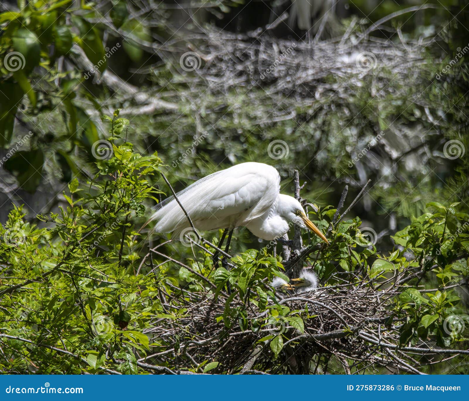 Egrets nesting in a Tree stock photo. Image of outdoor - 275873286 Egrets nesting in a Tree stock photo. Image of outdoor - 275873286