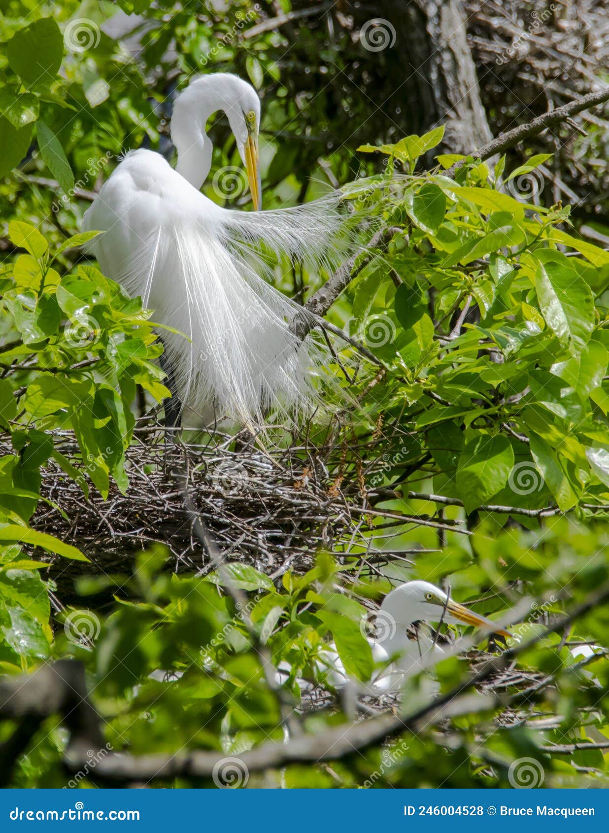 Egrets nesting in a Tree stock photo. Image of animal - 246004528 Egrets nesting in a Tree stock photo. Image of animal - 246004528