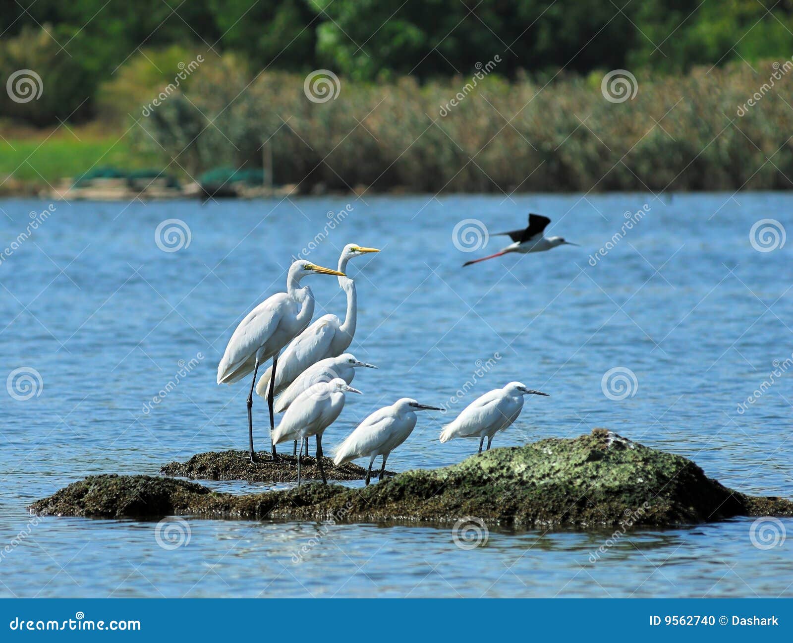 Egrets portrait stock photo. Image of dusk, avian, fauna - 9562740
