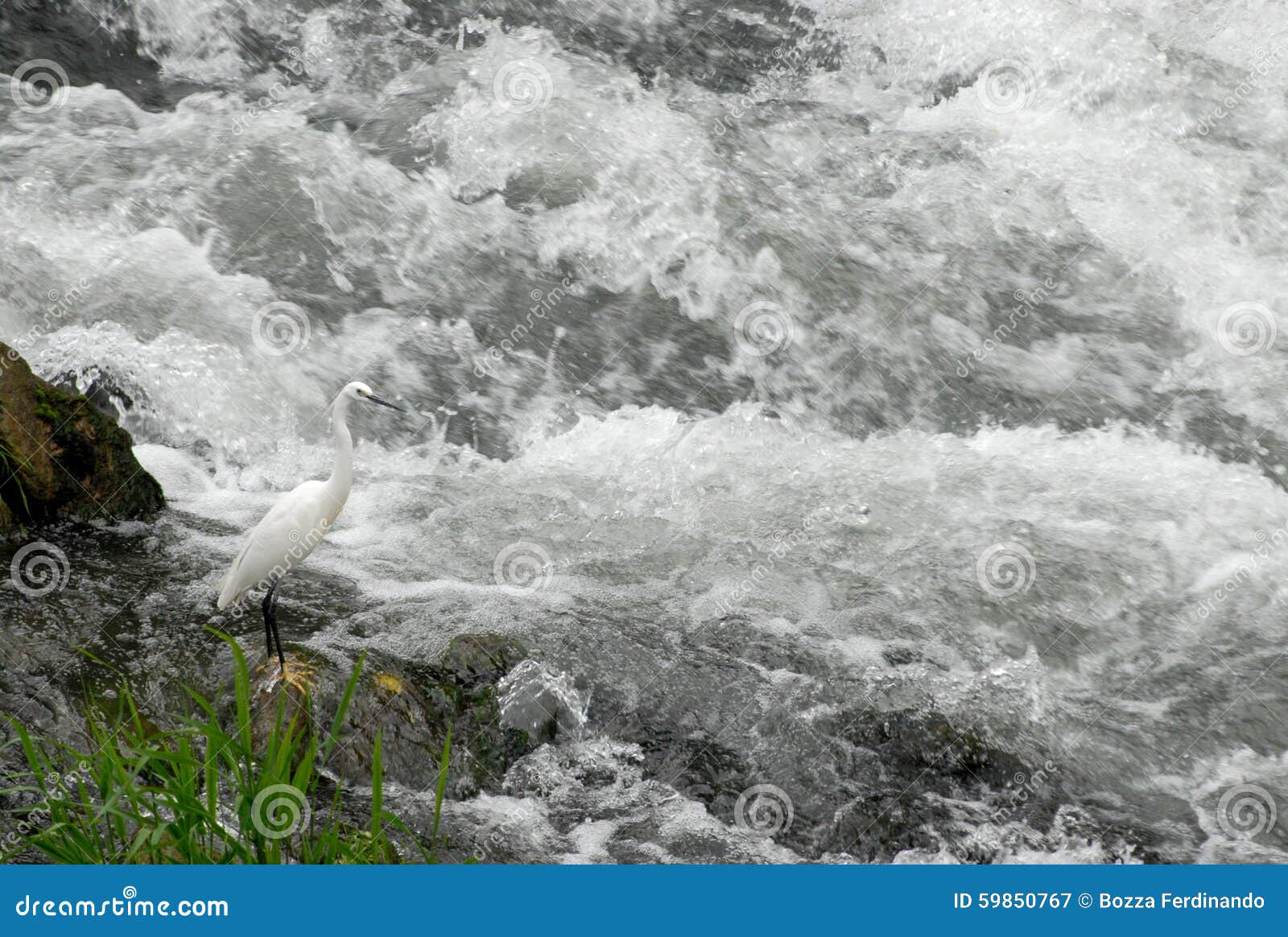 Egretta Sulla Banca Del Bacchiglione a Padova Nel Veneto (Italia ... Egretta Sulla Banca Del Bacchiglione a Padova Nel Veneto (Italia ...