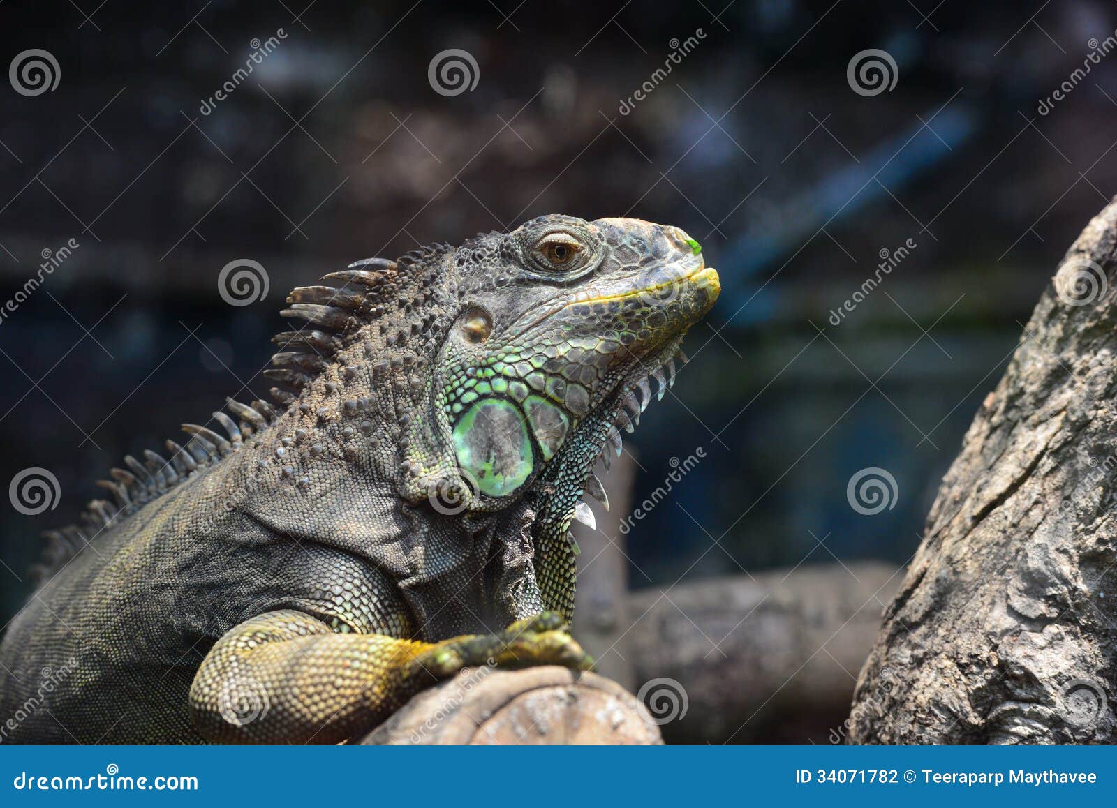 Eguana stock foto. Image of dieren, logboek, dierentuin - 34071782