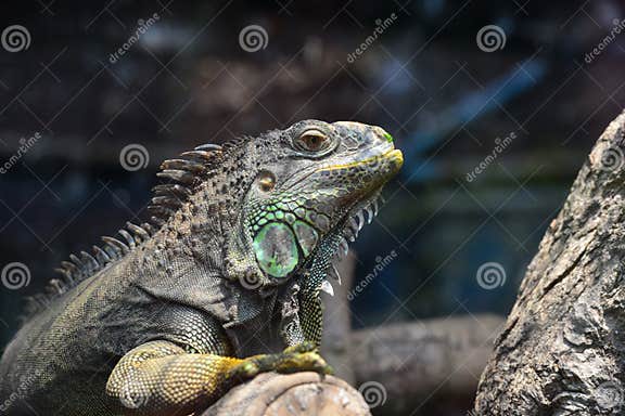 Eguana stock photo. Image of animal, nature, wildlife - 34071782