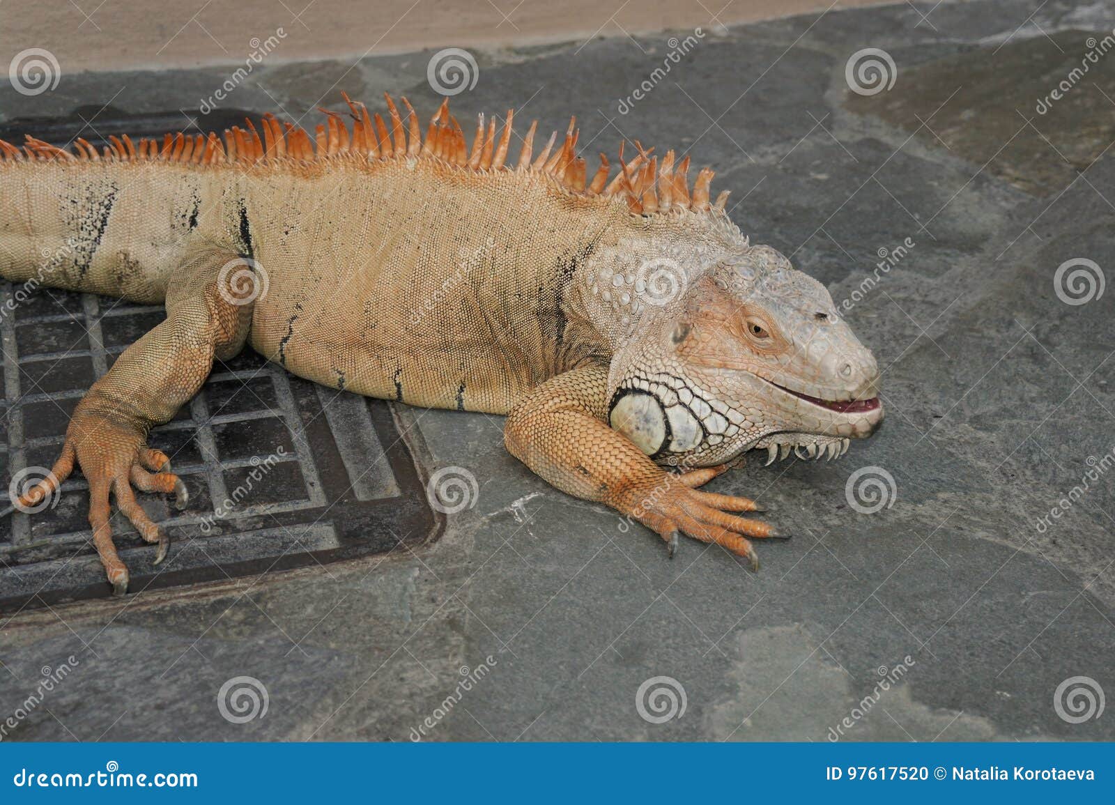 Eguana at the zoo stock photo. Image of yellow, portrait - 97617520