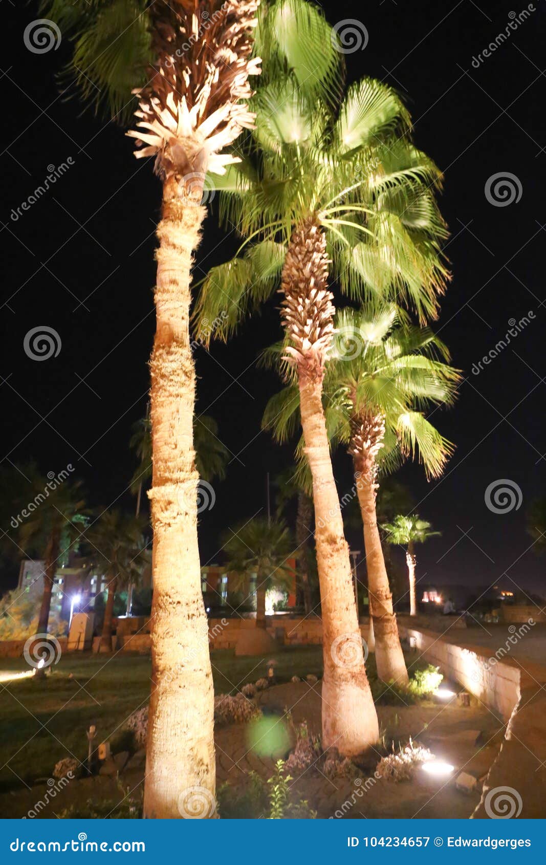 Palm trees - Egypt stock image. Image of golden, head - 104234657