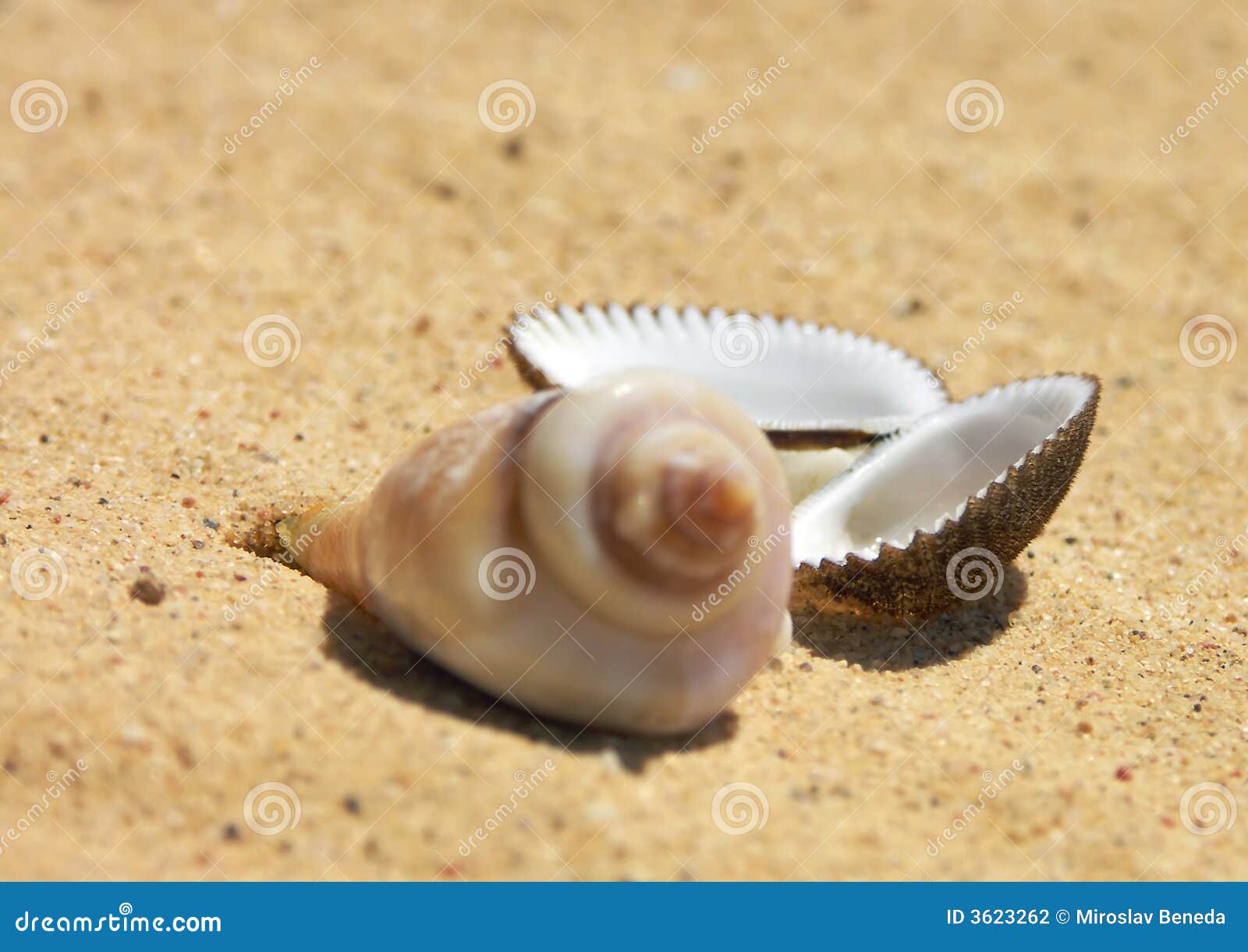 Egypt - detail two shell stock photo. Image of relaxation - 3623262