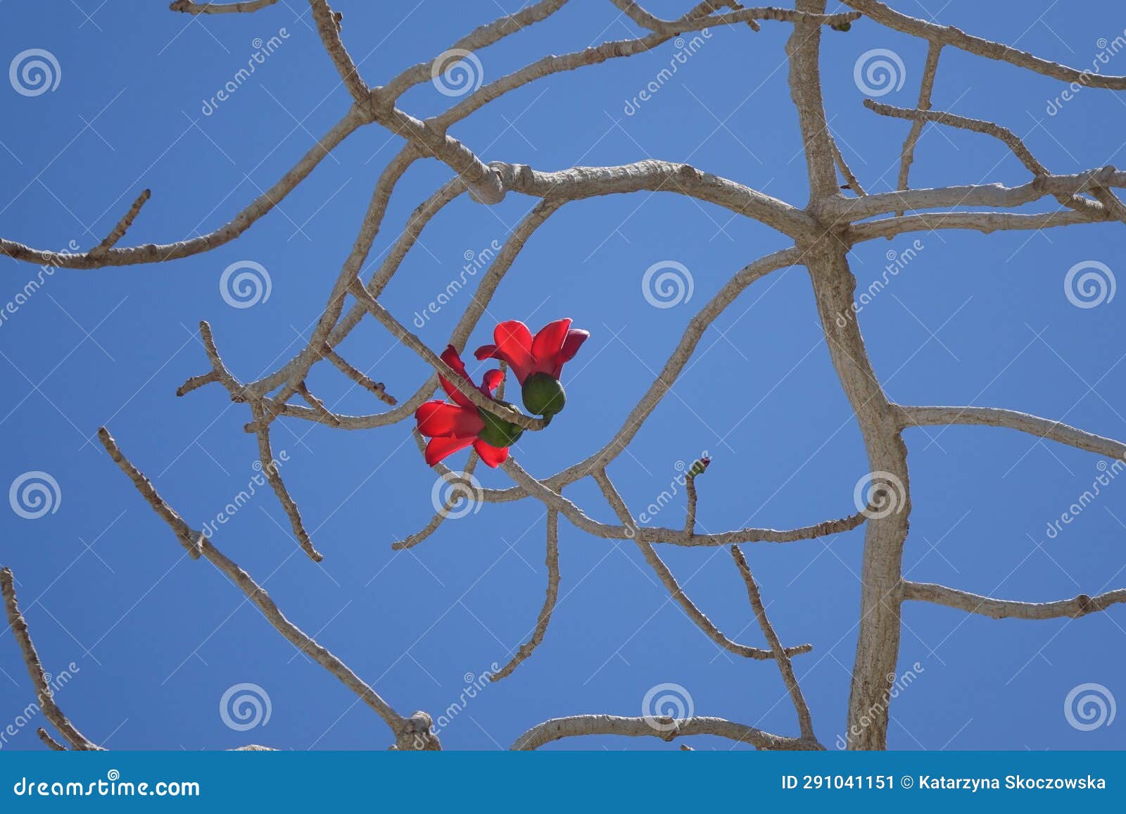 Egypt flora stock image. Image of egypt, spring, leaf - 291041151
