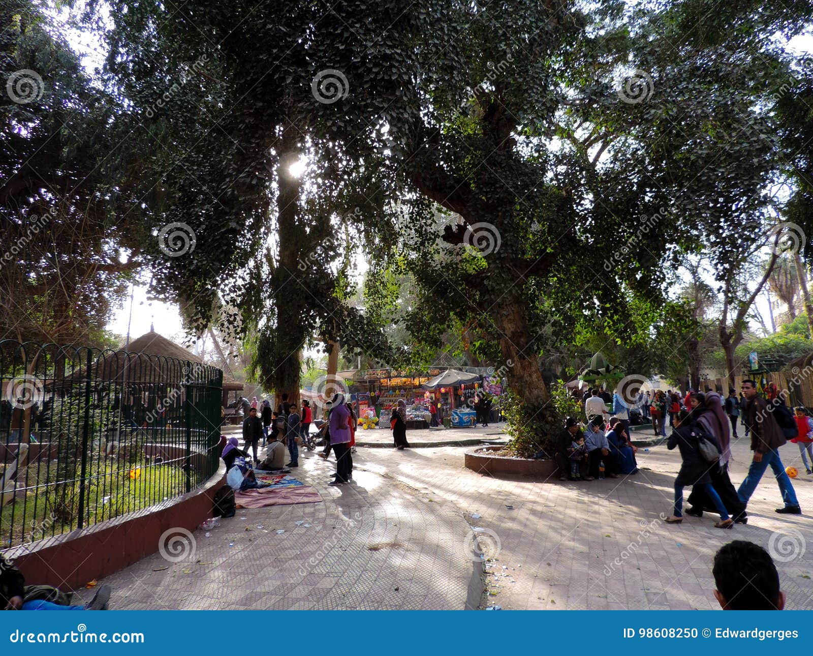 Egypt Giza zoo editorial image. Image of flamingos, feather - 98608250