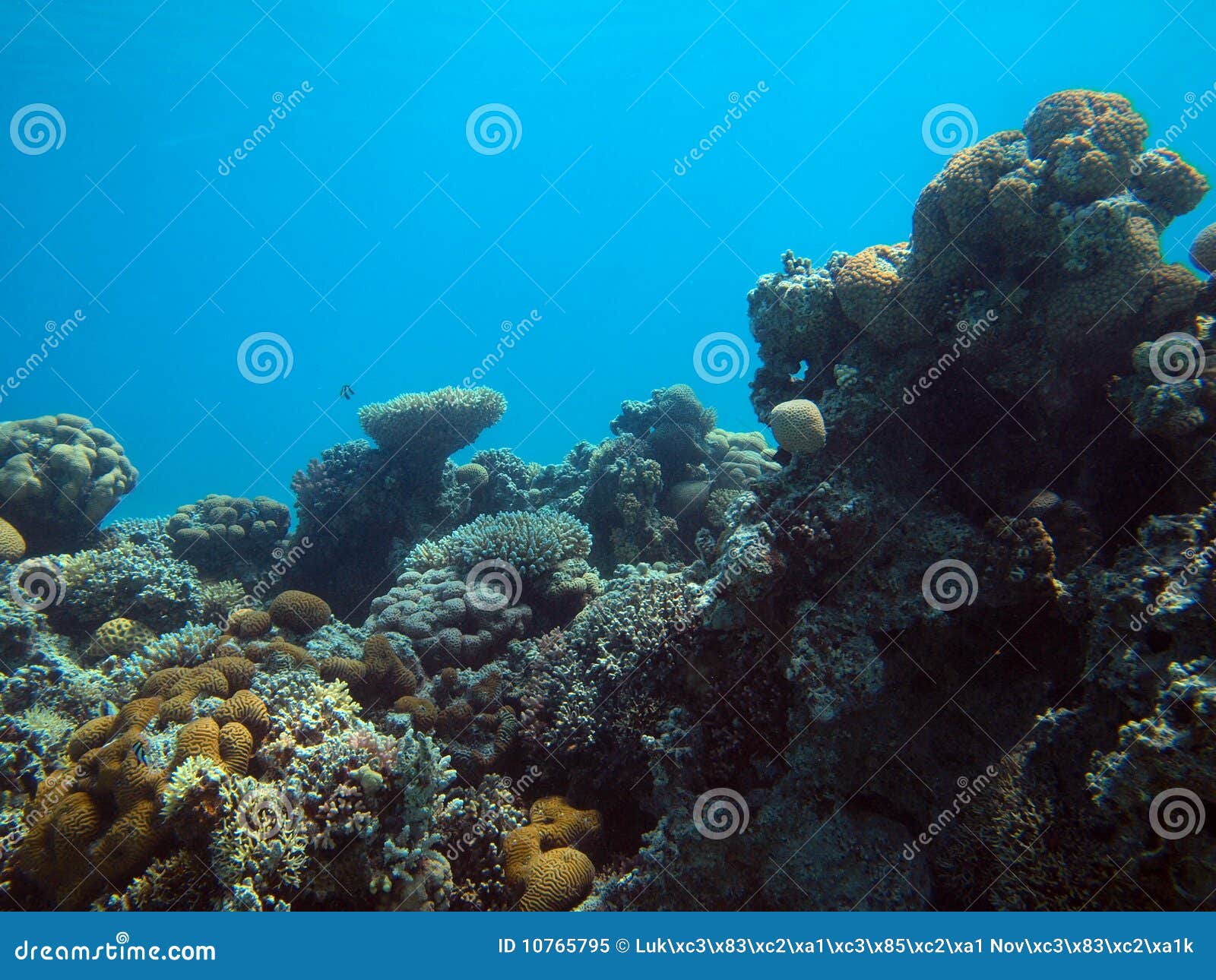 Egypt Rybi Czerwonego Morza Taba Underwater Obraz Stock - Obraz ...
