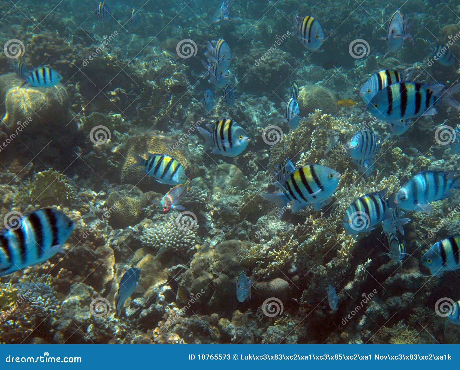Egypt Underwater Red Sea Taba Fish Stock Image - Image of natural, wild ...