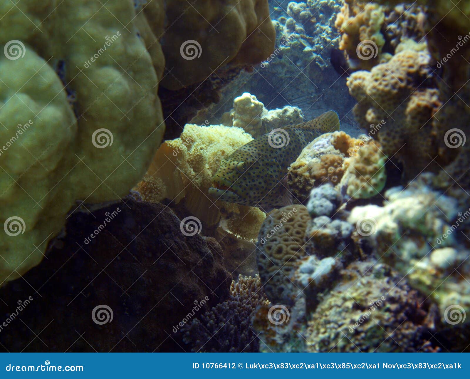 Egypt Underwater Red Sea Taba Fish Stock Photo - Image of egypt ...