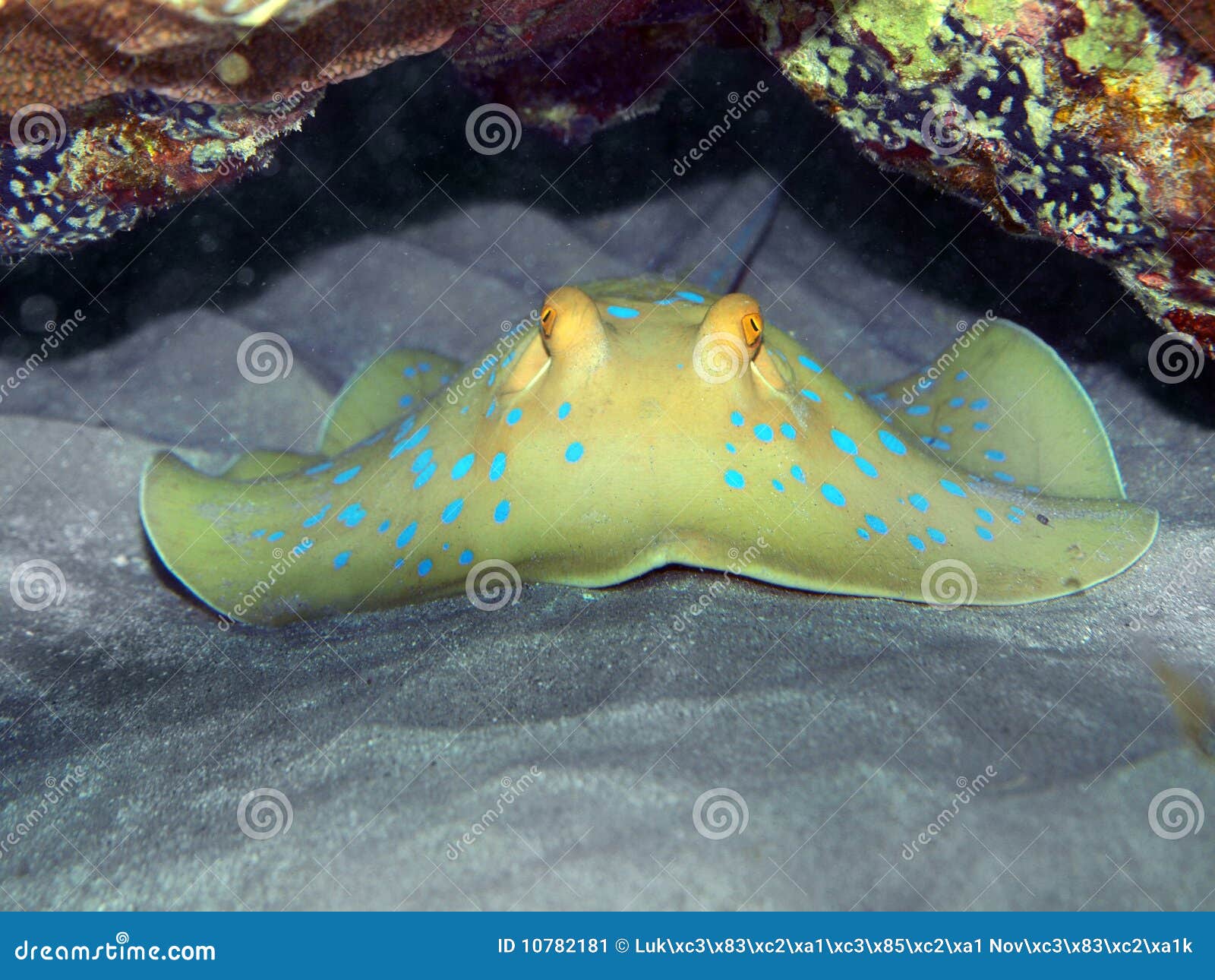Egypt Underwater Red Sea Taba Fish Stock Image - Image of egypt ...