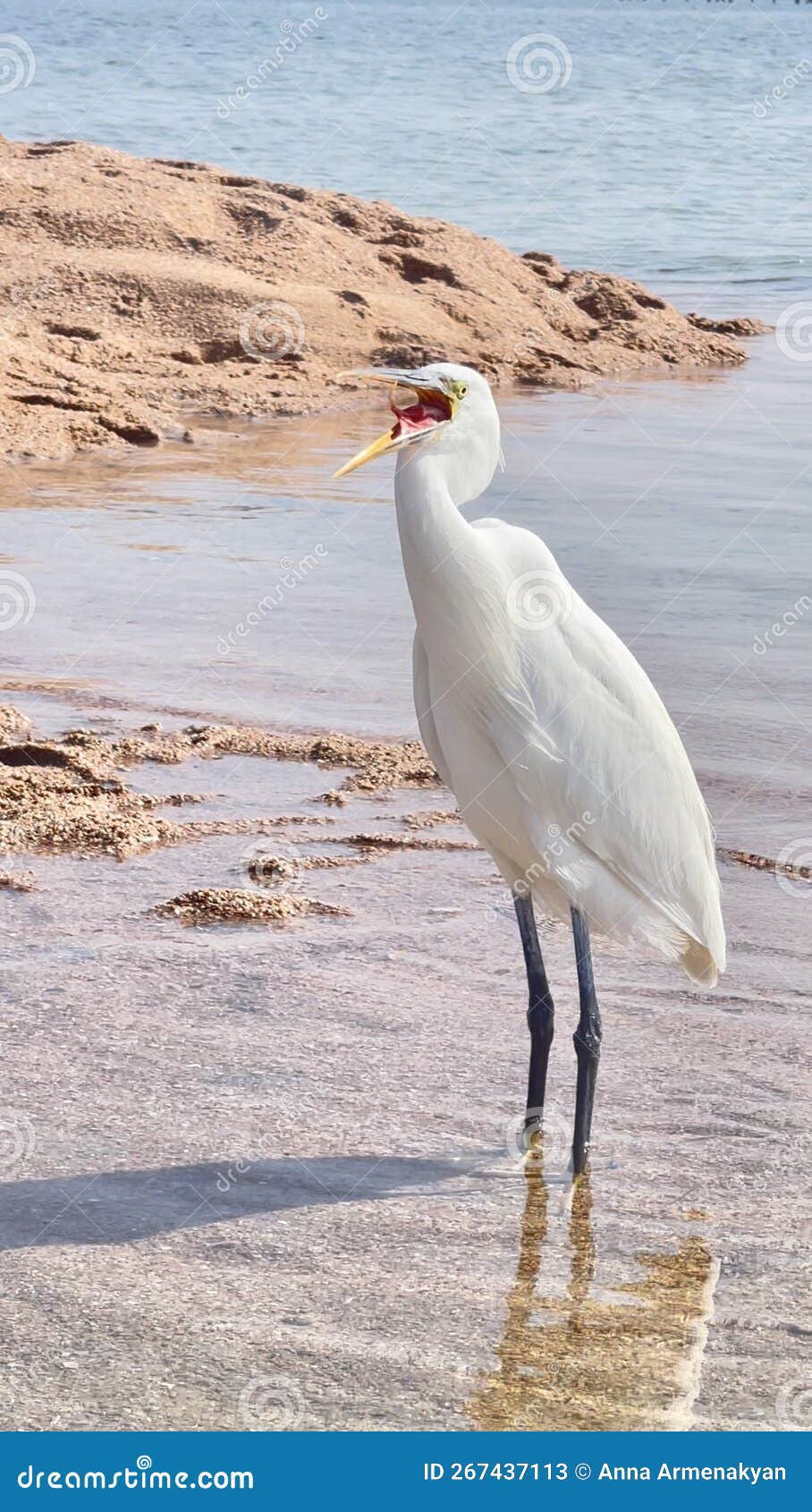 Egypt stock image. Image of travel, white, redsea, egypt - 267437113