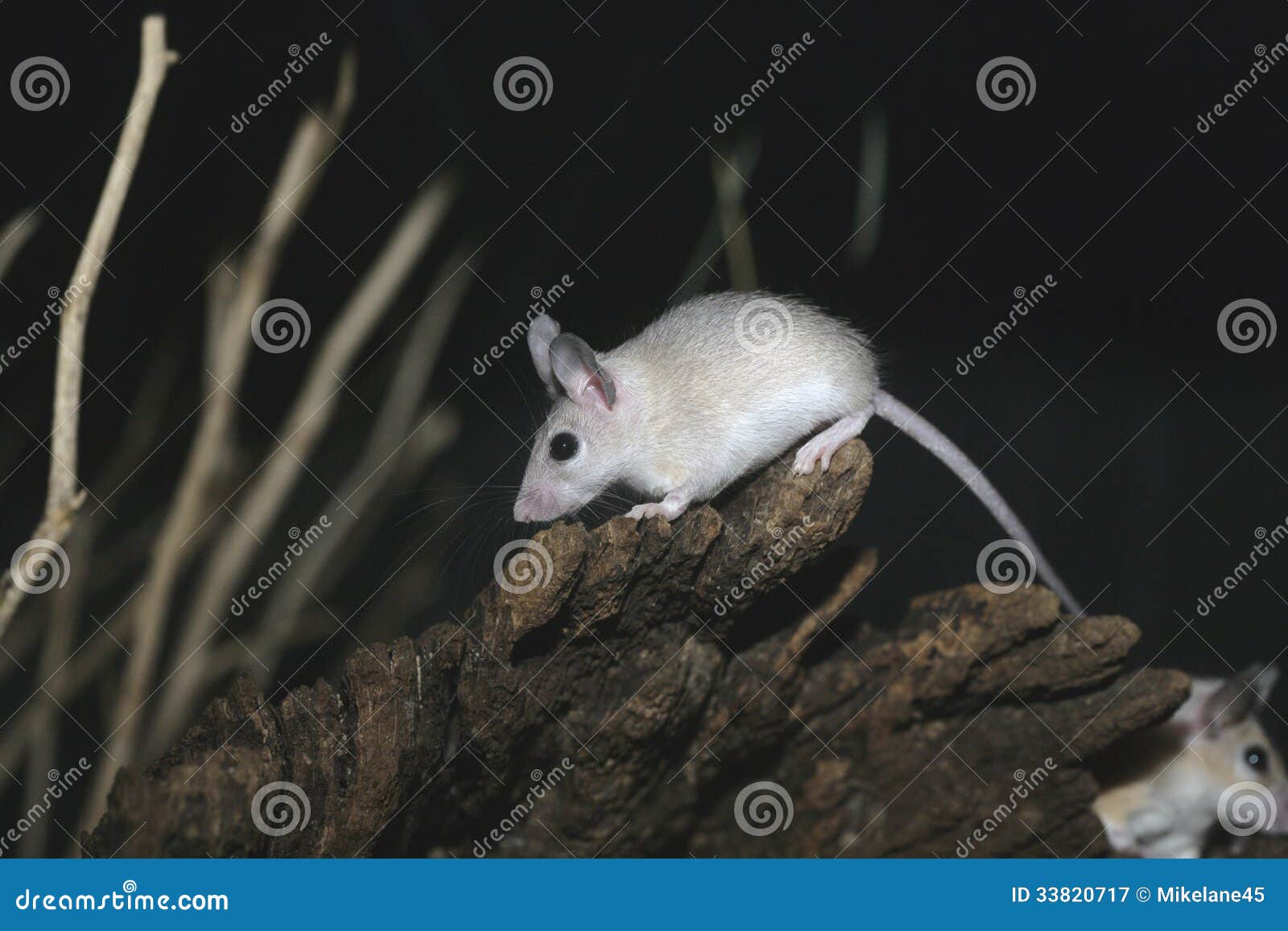 Egyptain Spiny Mouse, Acomys Demidiatus Stock Image - Image of spiny ...